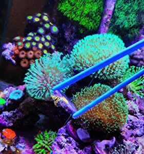 Aquarium Choice Coral Feeder Long Syringe Reef Feeder SPS HPS Marine Reef Coral Feeder Tool Fish Excreta Cleaner (11.8 inch Coral Tweezers Never Rust)