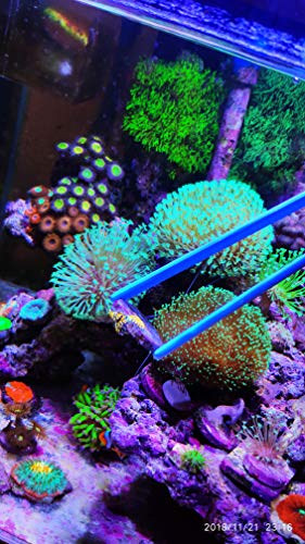 Aquarium Choice Coral Feeder Long Syringe Reef Feeder SPS HPS Marine Reef Coral Feeder Tool Fish Excreta Cleaner (11.8 inch Coral Tweezers Never Rust)