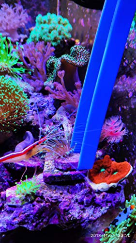 Aquarium Choice Coral Feeder Long Syringe Reef Feeder SPS HPS Marine Reef Coral Feeder Tool Fish Excreta Cleaner (11.8 inch Coral Tweezers Never Rust)