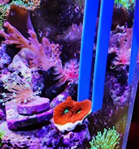 Aquarium Choice Coral Feeder Long Syringe Reef Feeder SPS HPS Marine Reef Coral Feeder Tool Fish Excreta Cleaner (11.8 inch Coral Tweezers Never Rust)