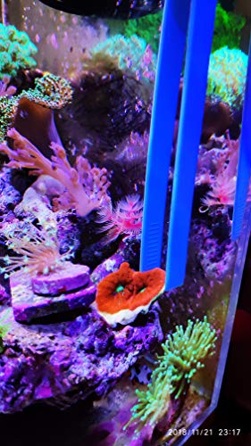 Aquarium Choice Coral Feeder Long Syringe Reef Feeder SPS HPS Marine Reef Coral Feeder Tool Fish Excreta Cleaner (11.8 inch Coral Tweezers Never Rust)