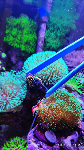 Aquarium Choice Coral Feeder Long Syringe Reef Feeder SPS HPS Marine Reef Coral Feeder Tool Fish Excreta Cleaner (11.8 inch Coral Tweezers Never Rust)