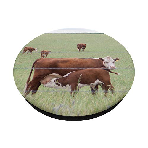 Hereford Cow Calf Pictures - Gifts for Cattle Ranchers