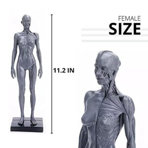 Male&Female Human Anatomy Figure Ecorche and Skin Model Lab Supplies, Anatomical Reference for Artists (Gray)