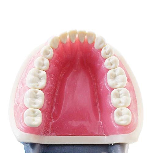 Typodont Teeth Model, with Removable Teeth, Compatible with Kilgore Nissin for Teaching, Study