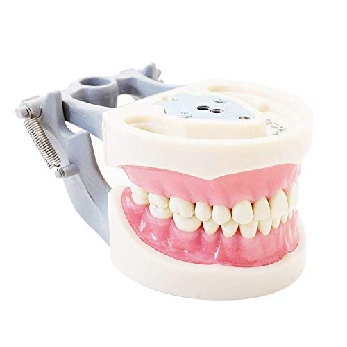 Typodont Teeth Model, with Removable Teeth, Compatible with Kilgore Nissin for Teaching, Study