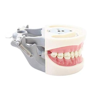 Typodont Teeth Model, with Removable Teeth, Compatible with Kilgore Nissin for Teaching, Study