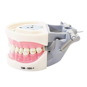 Typodont Teeth Model, with Removable Teeth, Compatible with Kilgore Nissin for Teaching, Study