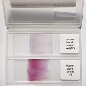 2pcs Human Blood Smear, HE Stain & Wright's Stain, for Observation of Red and White Blood Cells