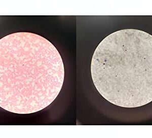 2pcs Human Blood Smear, HE Stain & Wright's Stain, for Observation of Red and White Blood Cells