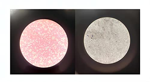 2pcs Human Blood Smear, HE Stain & Wright's Stain, for Observation of Red and White Blood Cells