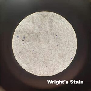 2pcs Human Blood Smear, HE Stain & Wright's Stain, for Observation of Red and White Blood Cells