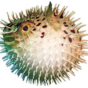 Puffer Porcupine Real Blowfish Nautical Fish Décor with Hanger (10")