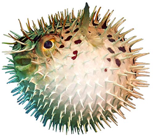 Puffer Porcupine Real Blowfish Nautical Fish Décor with Hanger (10")