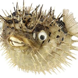 Puffer Porcupine Real Blowfish Nautical Fish Décor with Hanger (10")