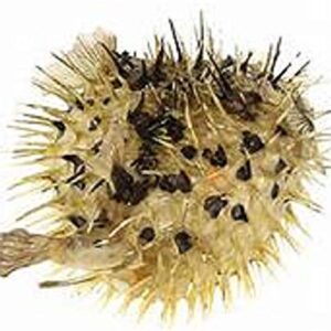 Puffer Porcupine Real Blowfish Nautical Fish Décor with Hanger (10")