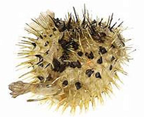 Puffer Porcupine Real Blowfish Nautical Fish Décor with Hanger (10")