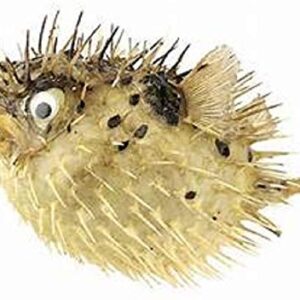 Puffer Porcupine Real Blowfish Nautical Fish Décor with Hanger (10")