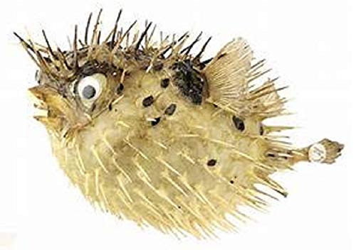 Puffer Porcupine Real Blowfish Nautical Fish Décor with Hanger (10")