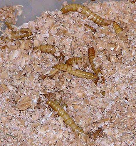 Giant Mealworms Live 100 for Reptile, Birds, Chickens, Fish Food by Abdragons