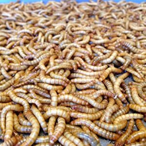 Giant Mealworms Live 100 for Reptile, Birds, Chickens, Fish Food by Abdragons