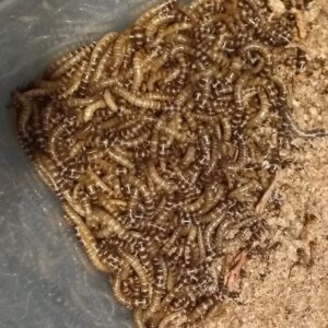 100 Large Superworms for Reptiles by DBDPet | Live Arrival is Guaranteed