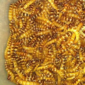 100 Large Superworms for Reptiles by DBDPet | Live Arrival is Guaranteed