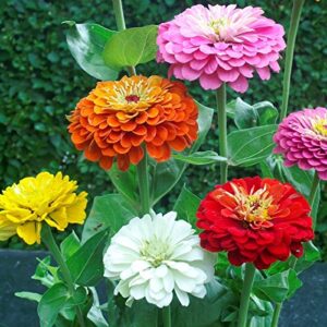 zinnia - california giant flower seeds mix - 1,500 seeds by seeds2go