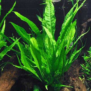 java fern bare root | microsorum pteropus - low light freshwater aquarium plant