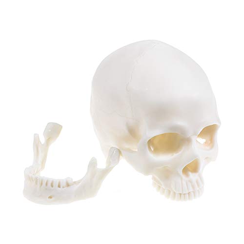 Medical Anatomical Skull Model - 1:1 Life Size Replica Anatomy Adult Human Head Bone for Science Lab, Educational