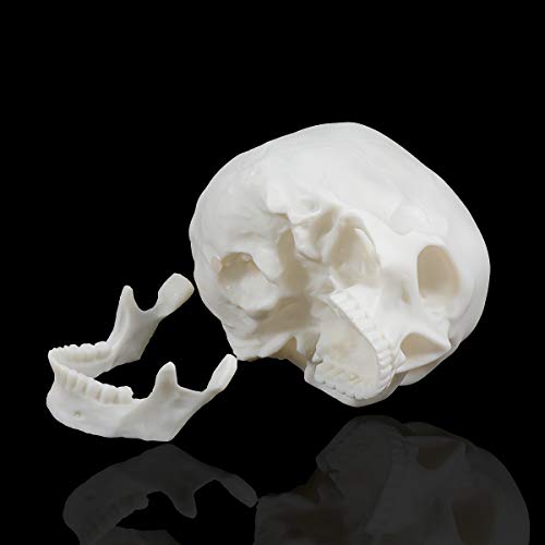 Medical Anatomical Skull Model - 1:1 Life Size Replica Anatomy Adult Human Head Bone for Science Lab, Educational