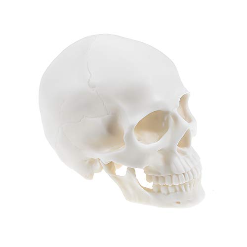 Medical Anatomical Skull Model - 1:1 Life Size Replica Anatomy Adult Human Head Bone for Science Lab, Educational