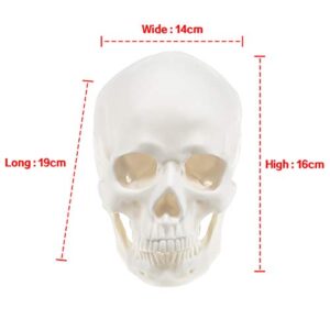 Medical Anatomical Skull Model - 1:1 Life Size Replica Anatomy Adult Human Head Bone for Science Lab, Educational