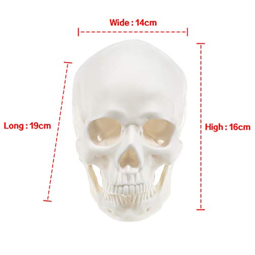 Medical Anatomical Skull Model - 1:1 Life Size Replica Anatomy Adult Human Head Bone for Science Lab, Educational