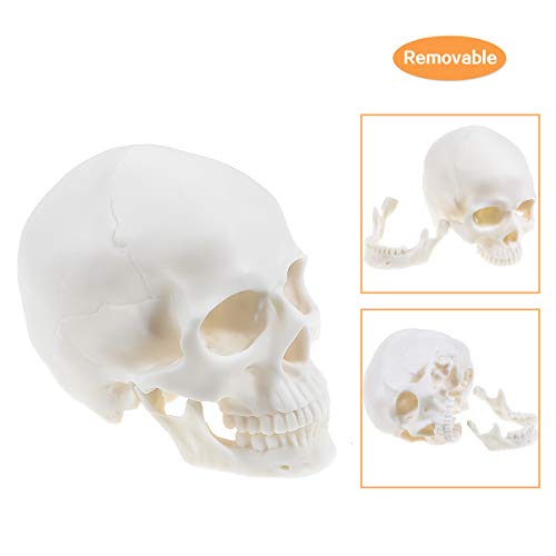 Medical Anatomical Skull Model - 1:1 Life Size Replica Anatomy Adult Human Head Bone for Science Lab, Educational