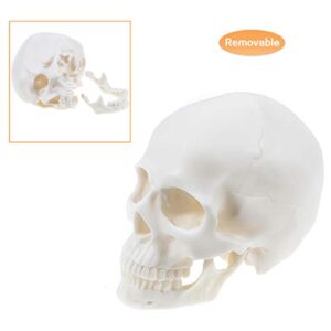 Medical Anatomical Skull Model - 1:1 Life Size Replica Anatomy Adult Human Head Bone for Science Lab, Educational