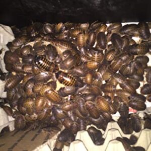 Bad Ass Bugs 200 Large Dubia Roaches