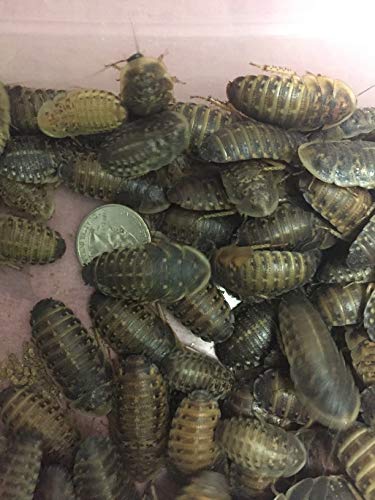 Bad Ass Bugs 200 Large Dubia Roaches