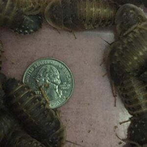 Bad Ass Bugs 200 Large Dubia Roaches