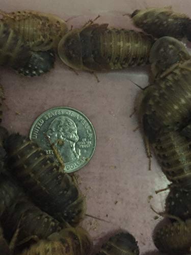 Bad Ass Bugs 200 Large Dubia Roaches