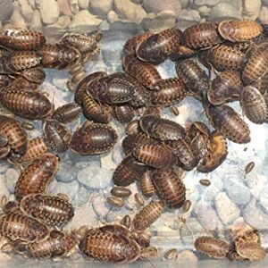 Bad Ass Bugs 200 Large Dubia Roaches