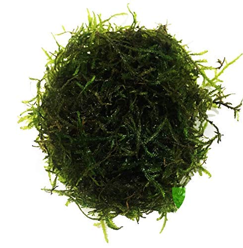 Planterest - Java Moss | Vesicularia Dubyana Freshwater Live Aquarium Plant BUY2GET1FREE