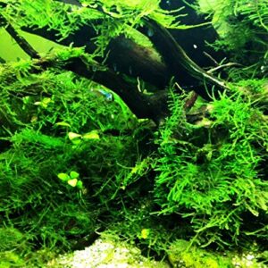 Planterest - Java Moss | Vesicularia Dubyana Freshwater Live Aquarium Plant BUY2GET1FREE