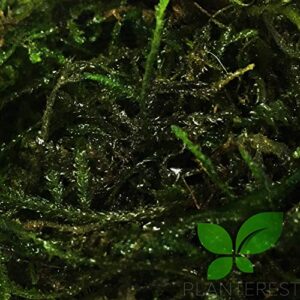 Planterest - Java Moss | Vesicularia Dubyana Freshwater Live Aquarium Plant BUY2GET1FREE