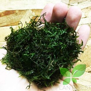 Planterest - Java Moss | Vesicularia Dubyana Freshwater Live Aquarium Plant BUY2GET1FREE