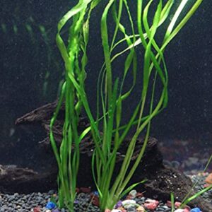 Florida 10 Species Live Aquarium Plants Bundle