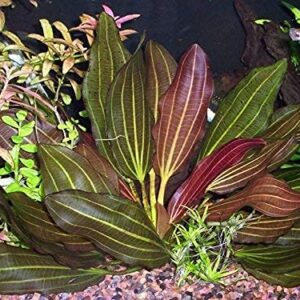 Florida 10 Species Live Aquarium Plants Bundle