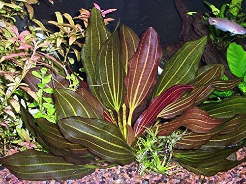 Florida 10 Species Live Aquarium Plants Bundle