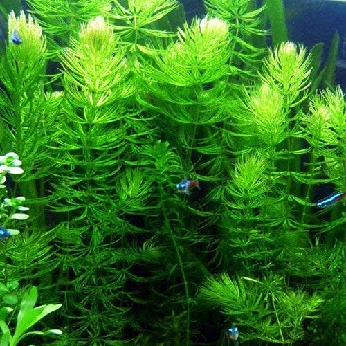 Florida 10 Species Live Aquarium Plants Bundle