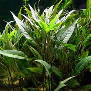 Florida 10 Species Live Aquarium Plants Bundle